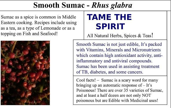 Sumac Berries, Whole - 2025 Appalachian Mountains Wild Harvest – Tame ...