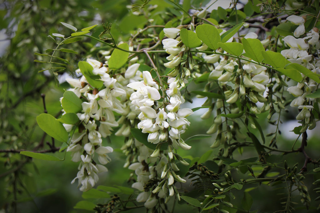Black Locust Tree Seeds - Grow your own Herbs ! – Tame the Spirit