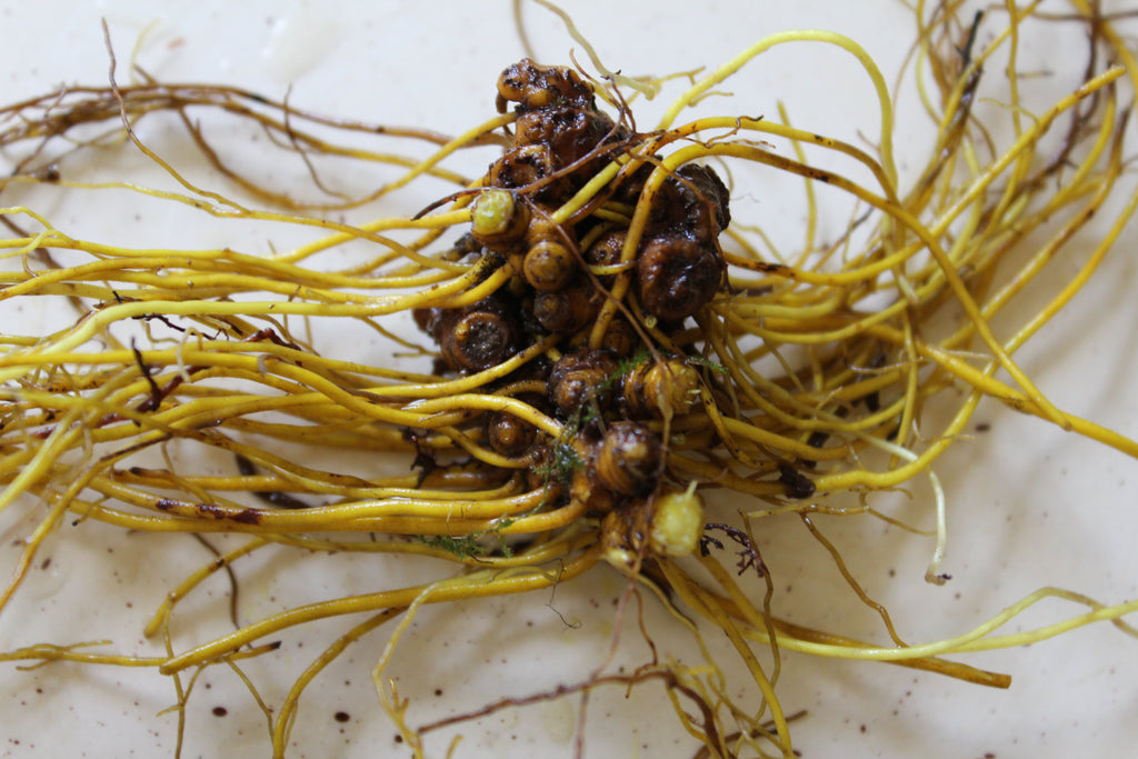 Goldenseal Root - Cut and Sifted – Tame the Spirit