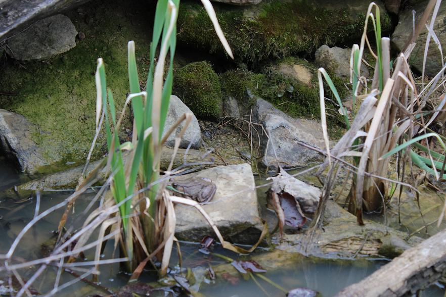 Cattails - Live Pond Plants – Tame the Spirit