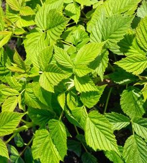 Red Raspberry Leaf Powder – Tame the Spirit