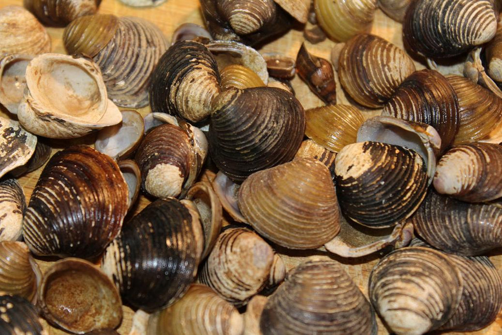 Craft Shells - Over 100 Pieces – Tame the Spirit