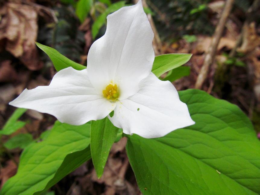 White Trillium Seeds - Grow your own Herbs! – Tame the Spirit